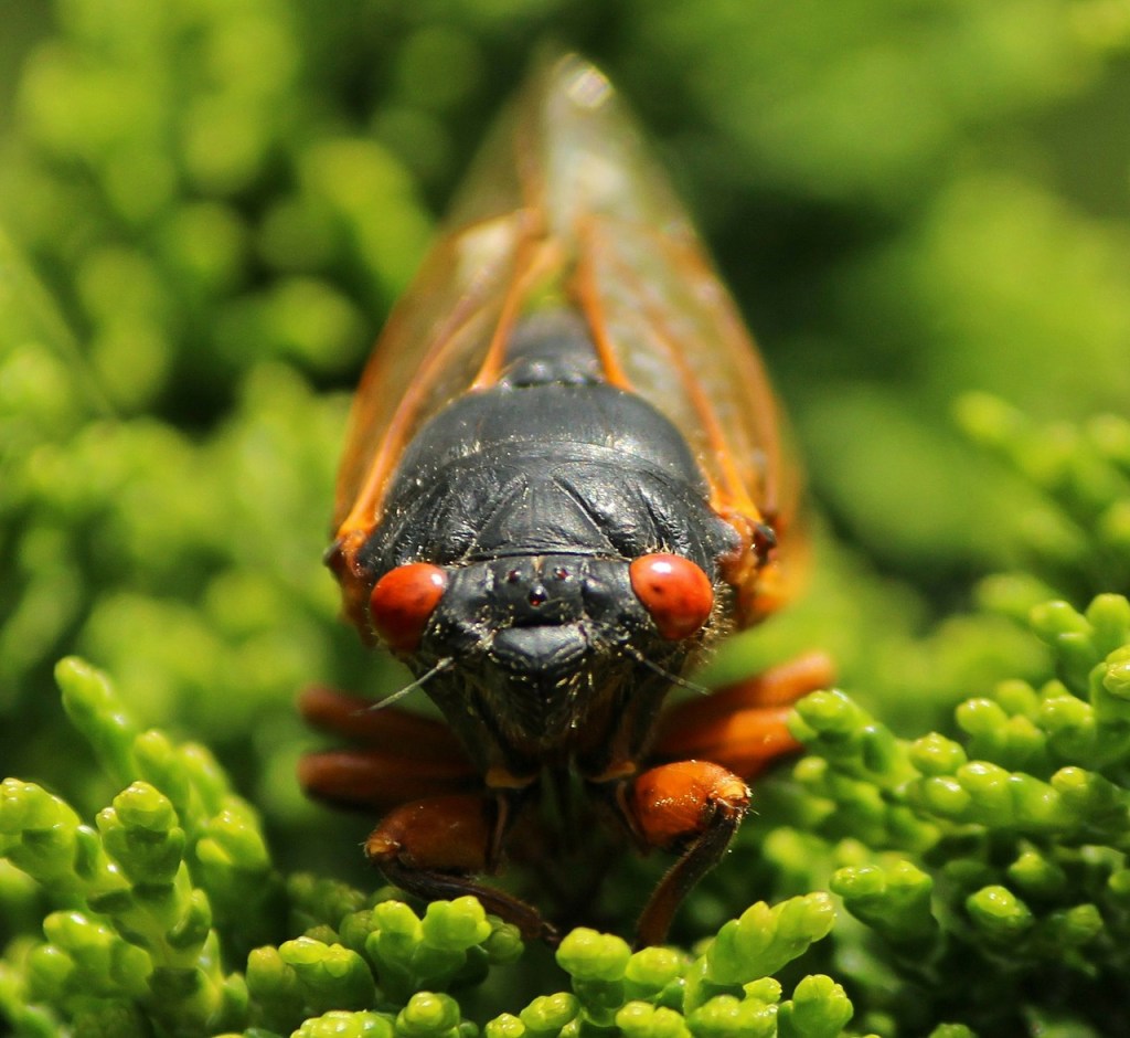 The Year of the Massive Cicada Invasion – The Perpetual Homesteader